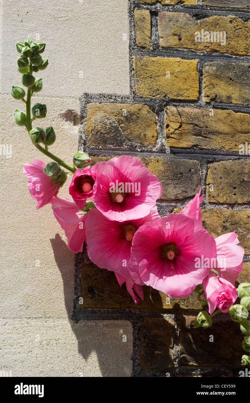 A pink Hollyhock Stock Photo - Alamy