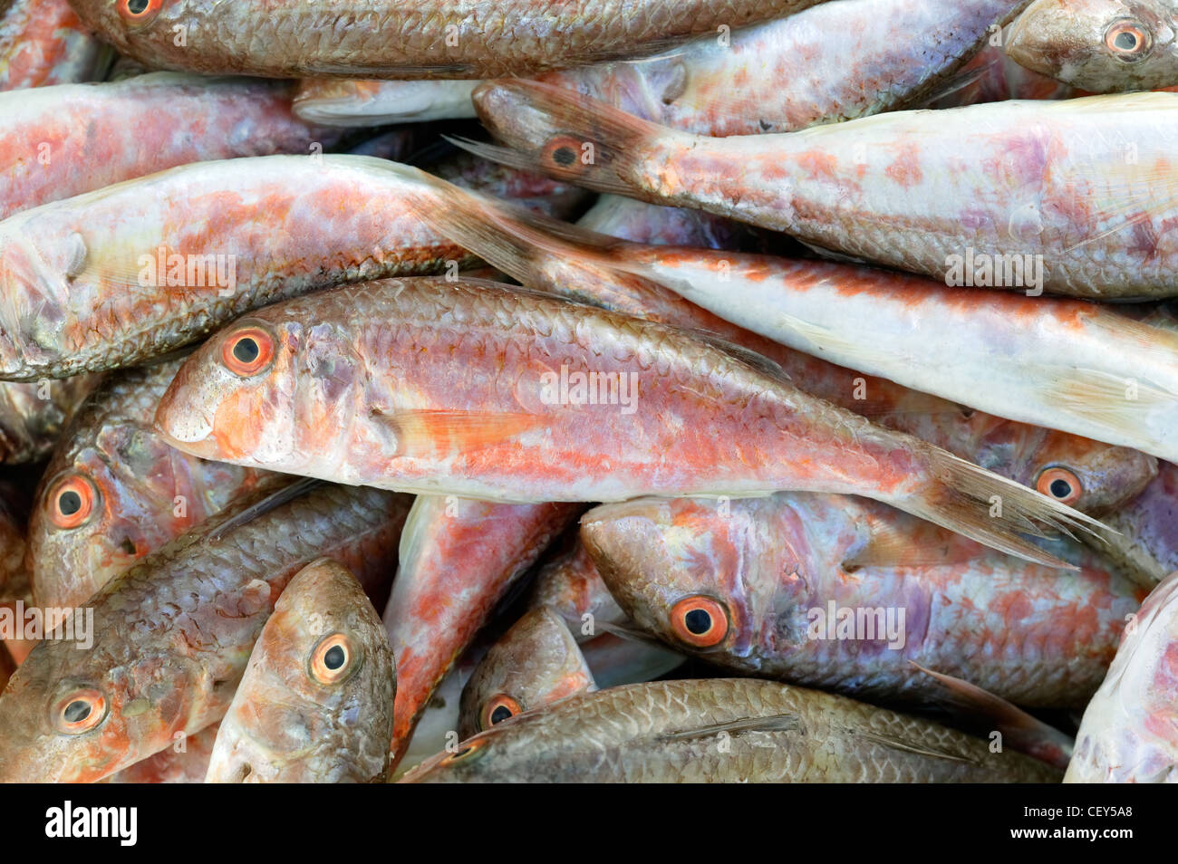 Catch of red mullet fish (Mullus barbarus Stock Photo - Alamy