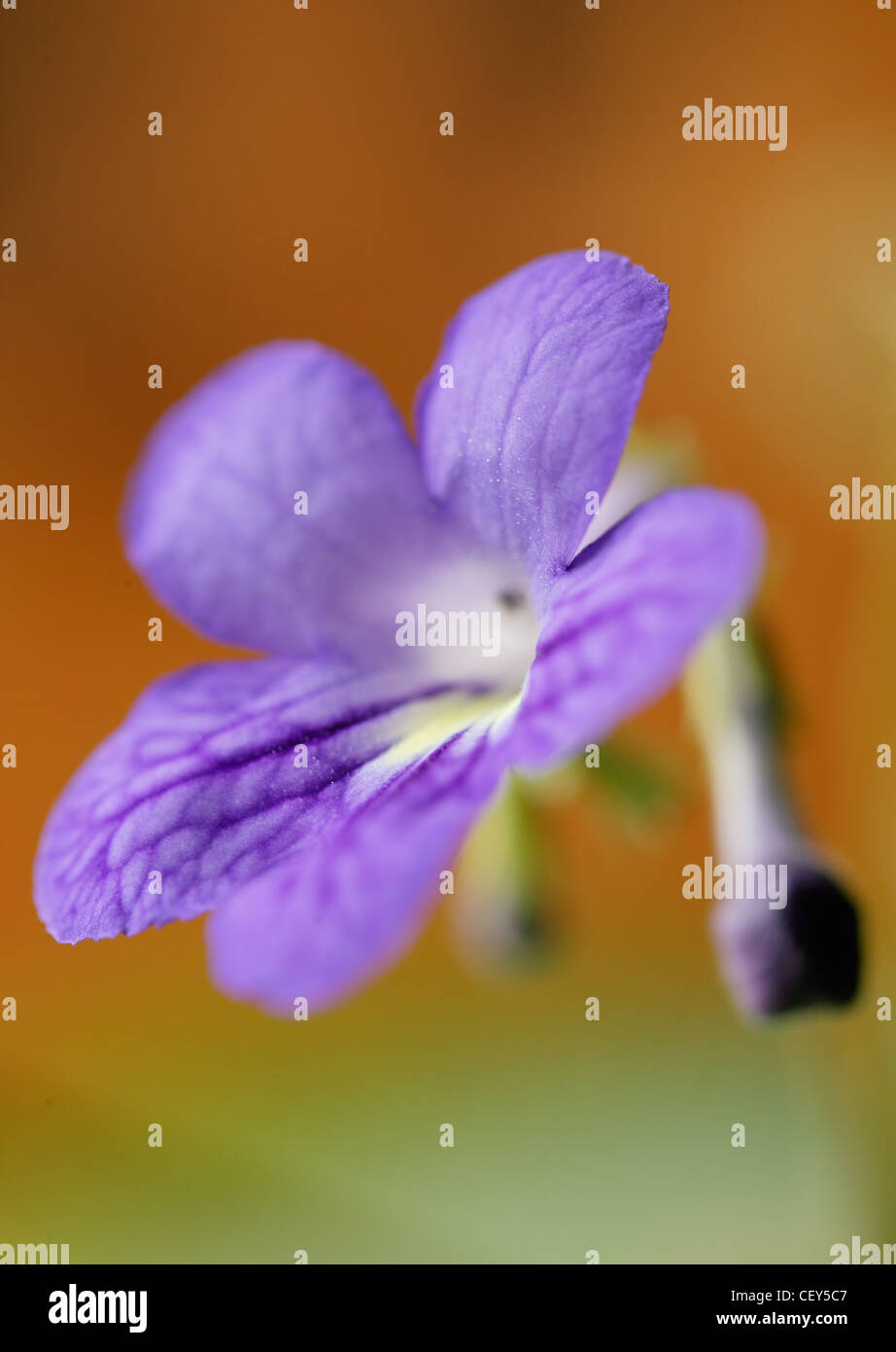 Close-up of a blue flower blossom Stock Photo - Alamy