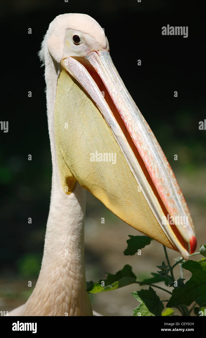 Head of a pink pelican Stock Photo - Alamy