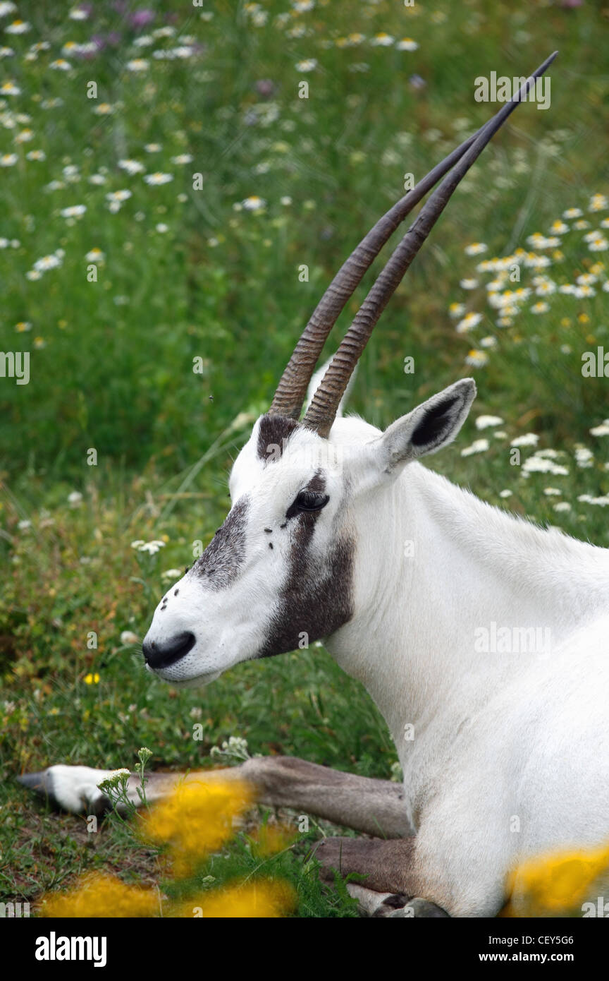 Head of a white antelope Stock Photo - Alamy