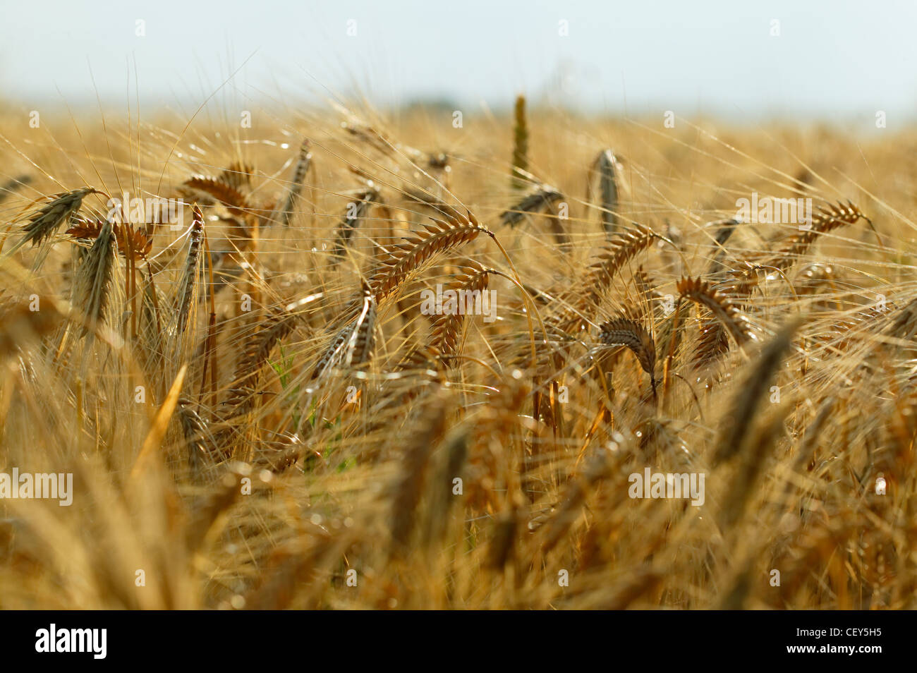 Wet wheat spikes in a morning light Stock Photo - Alamy