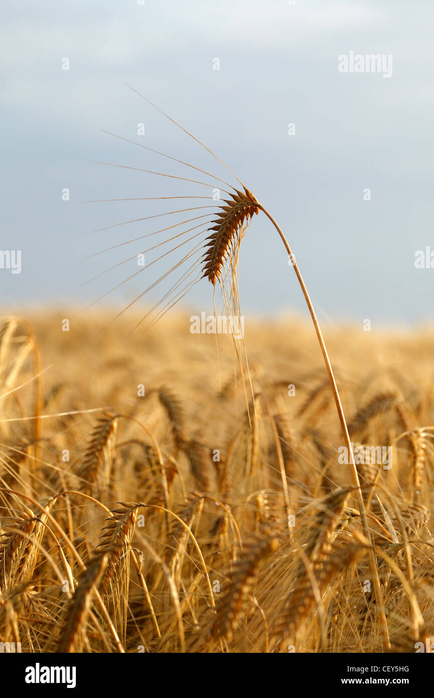 Wheat spike in a morning light Stock Photo - Alamy