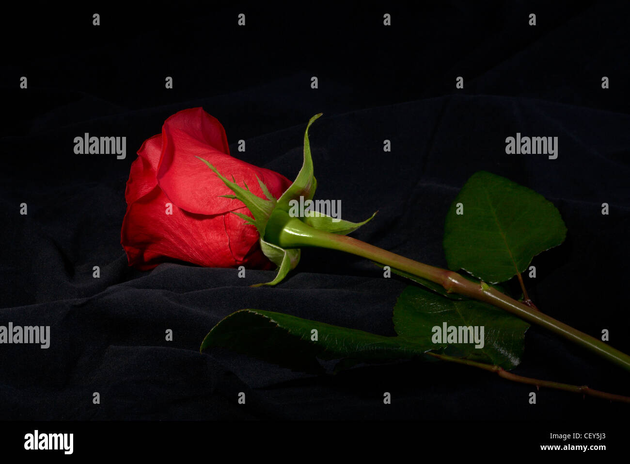 Red rose flower under spot light on dark background Stock Photo - Alamy