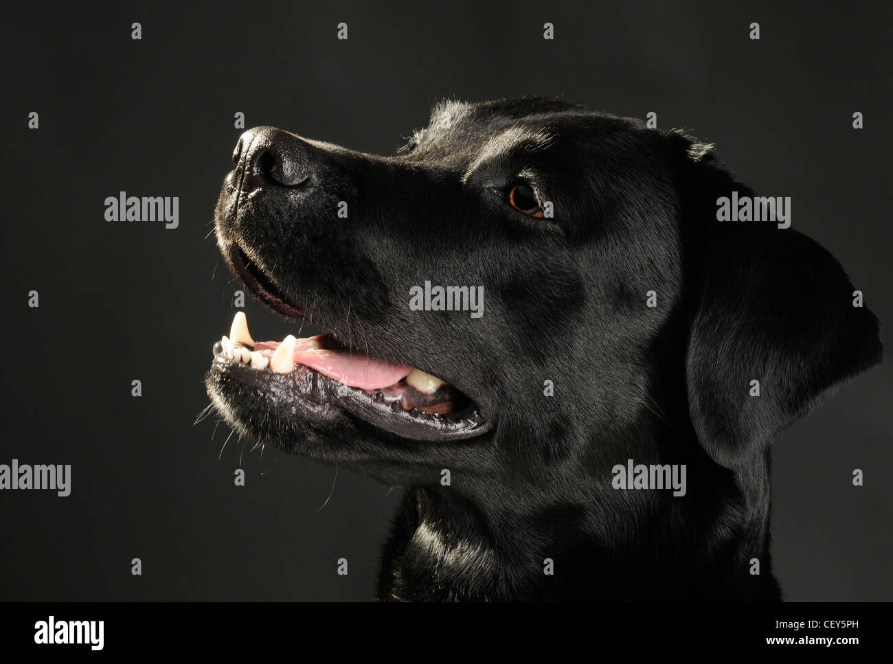 Dog head labrador retriever hi-res stock photography and images - Alamy