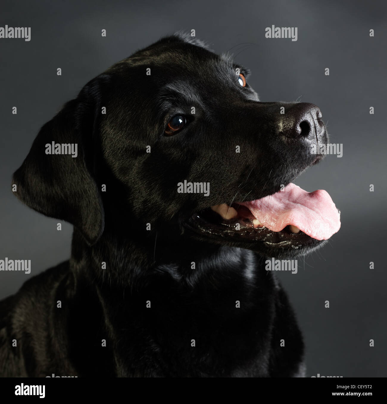 Black retriever dog dog head Stock Photo - Alamy