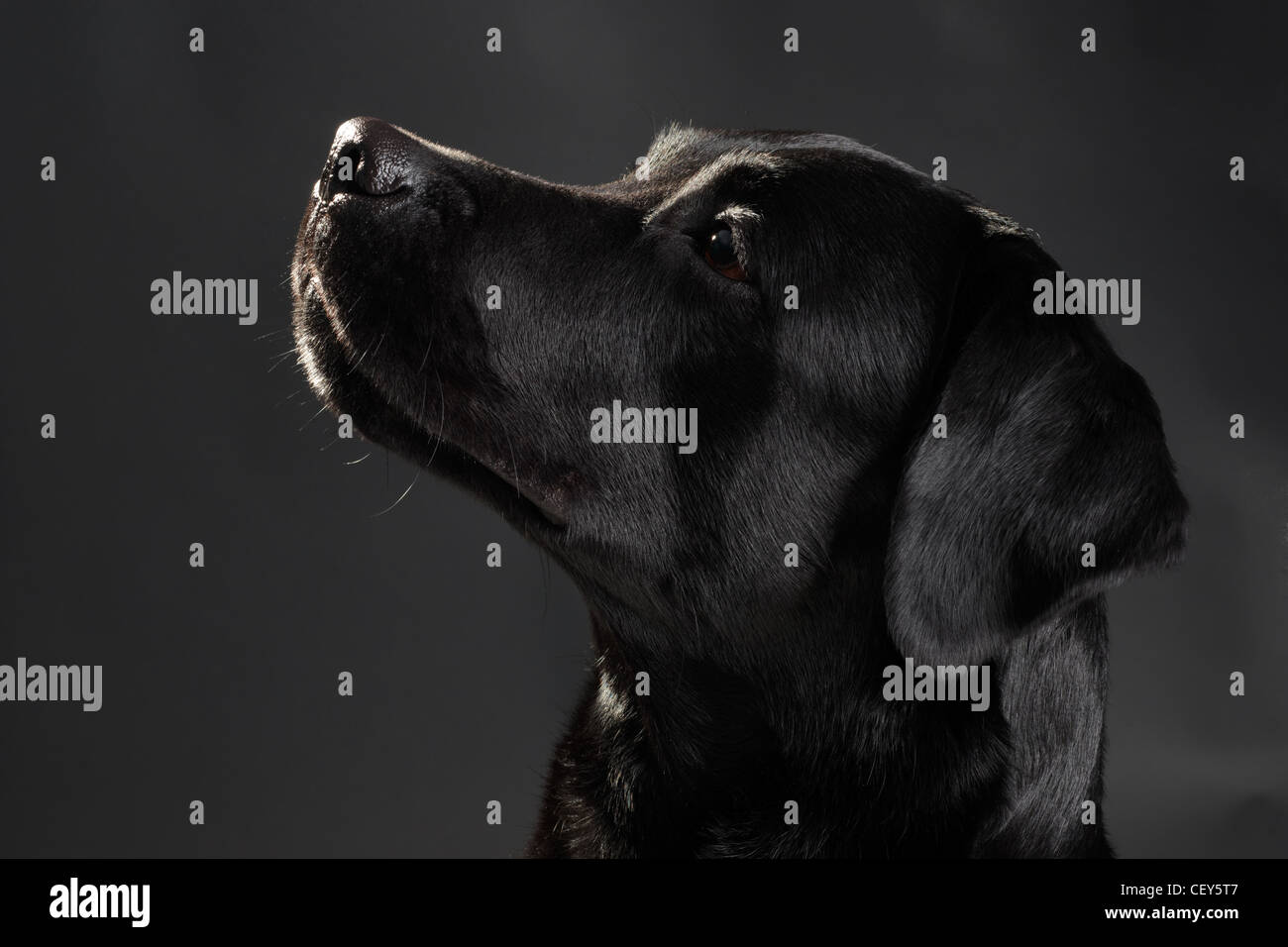 Head of a black labrador retriever dog looking aside Stock Photo - Alamy