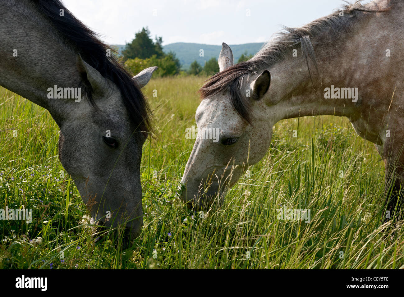 Heads of two grazing horses in a green spring meadow Stock Photo - Alamy