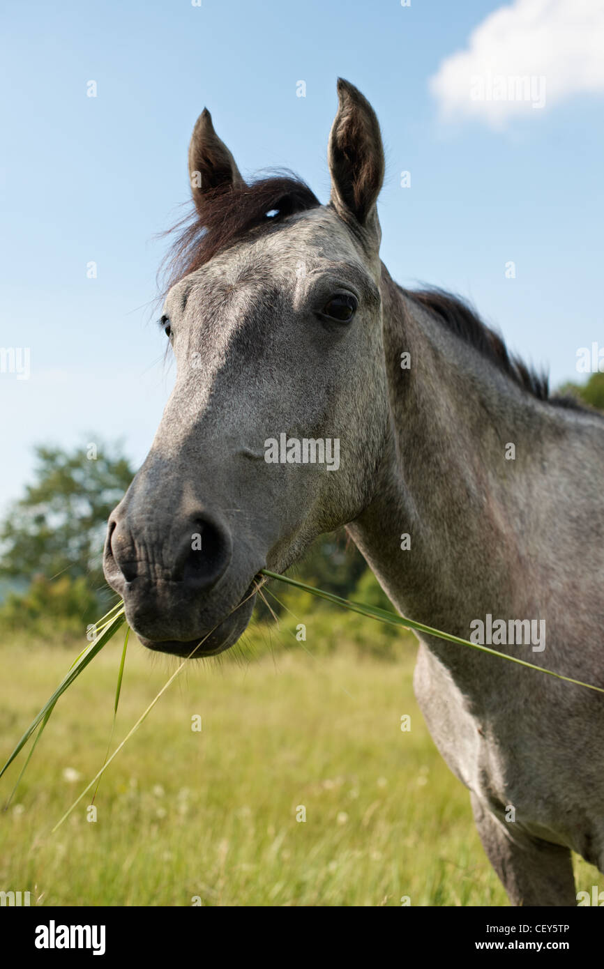 Horse Head Grazing