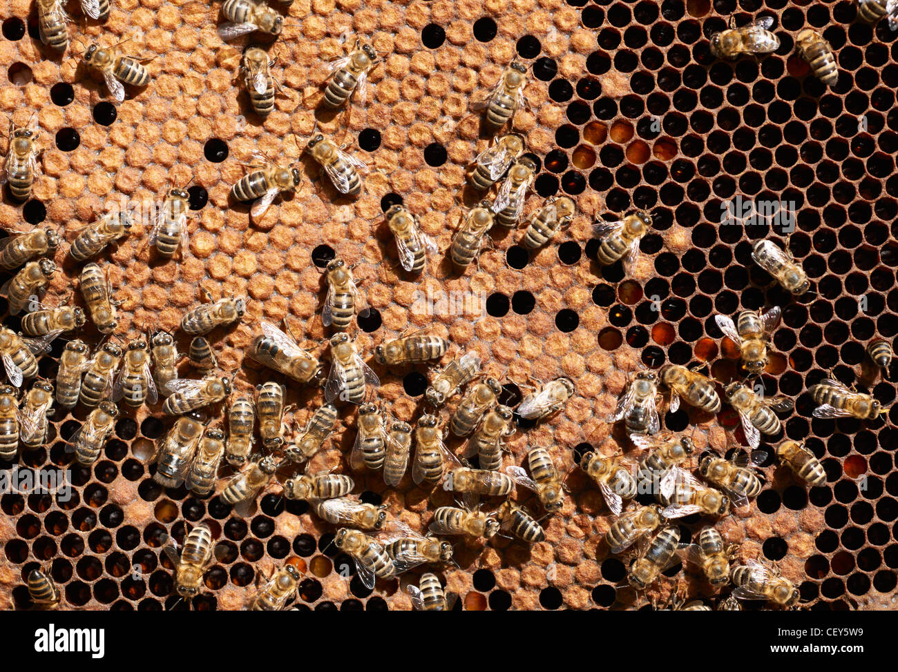 Honey bee workers on honeycomb with larvas Stock Photo - Alamy
