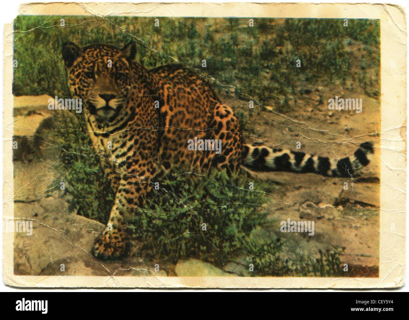 Black jaguar panther vintage hi-res stock photography and images - Alamy