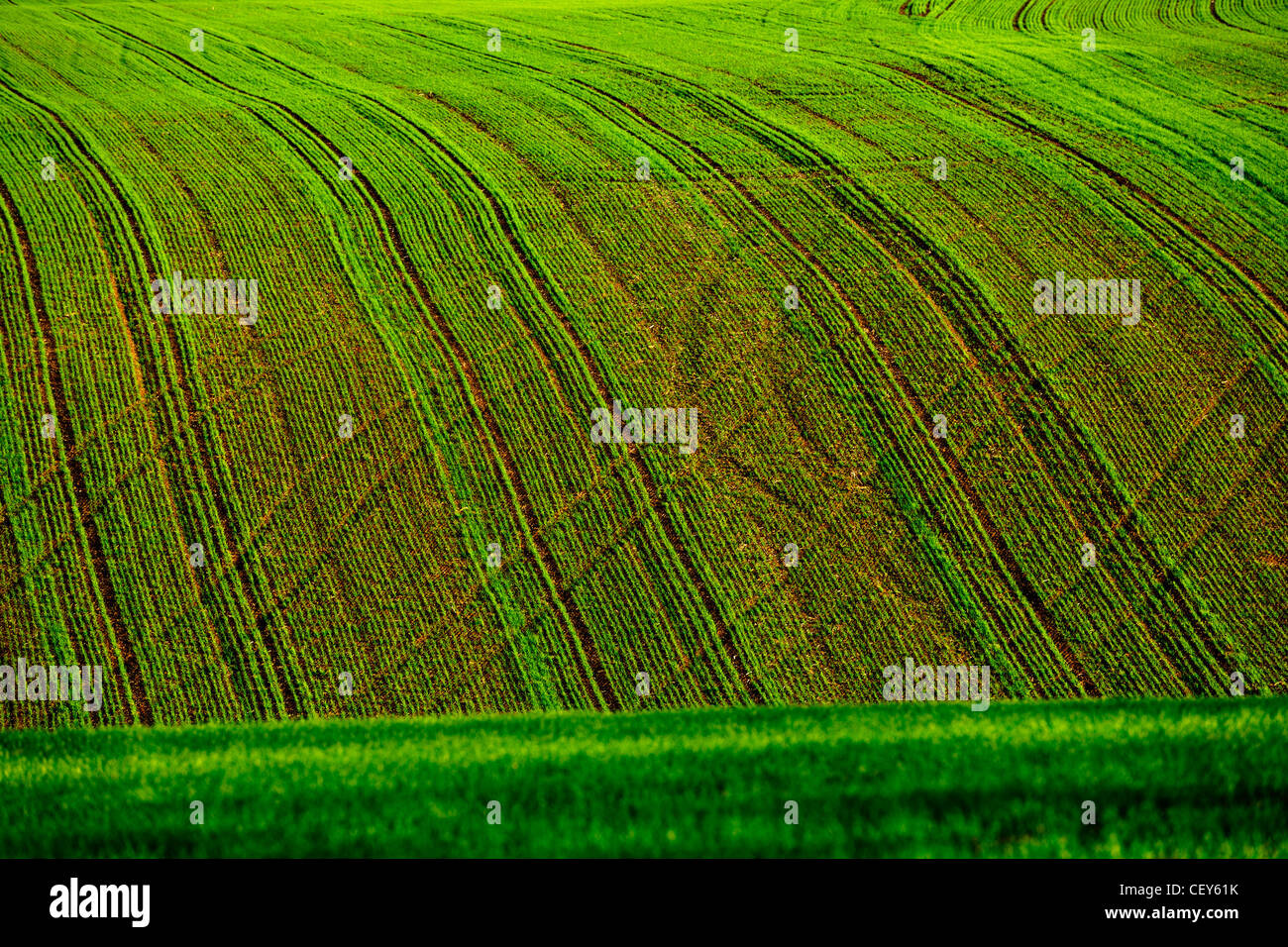 Rows of wheat hi-res stock photography and images - Alamy