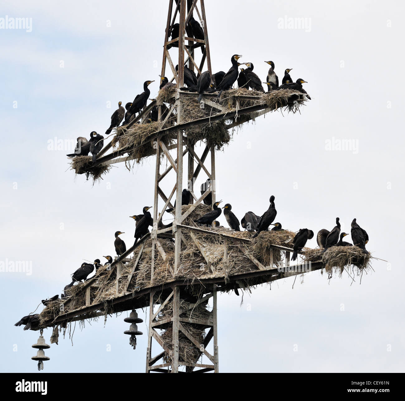 Bird on electricity pole hi-res stock photography and images - Alamy
