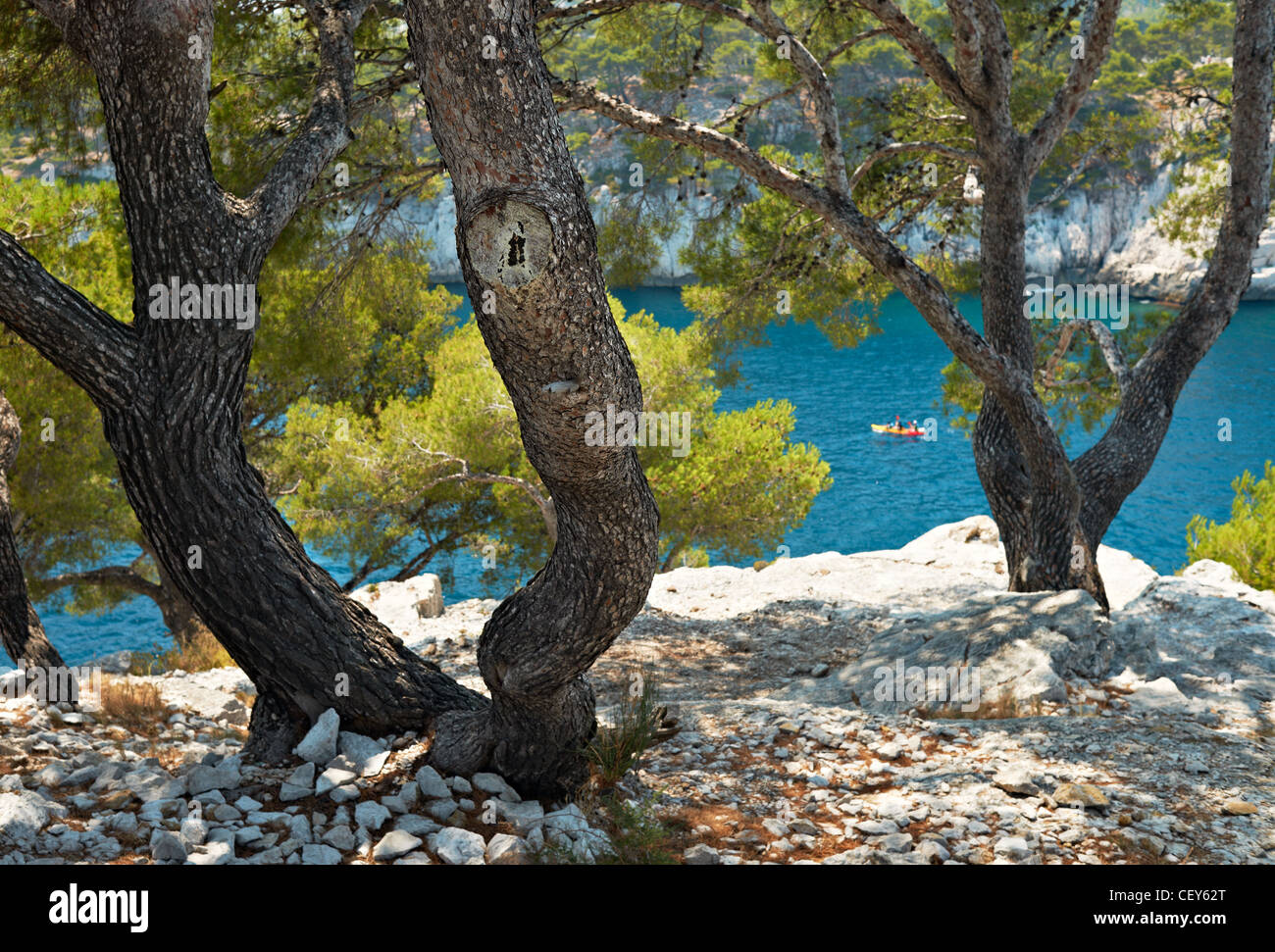 Mediterranean pine trees hi-res stock photography and images - Alamy