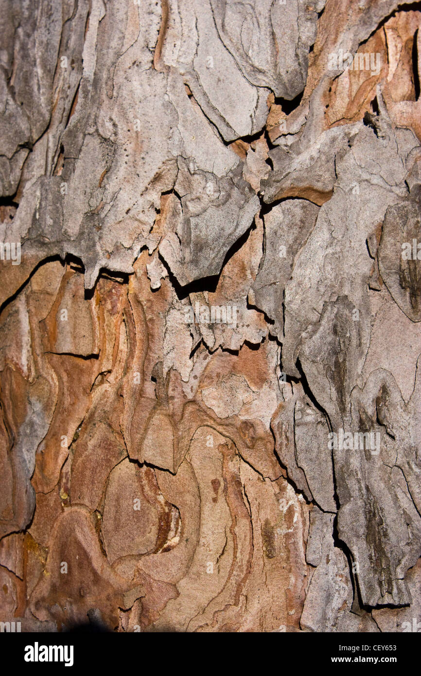 Bark of a tree Stock Photo - Alamy