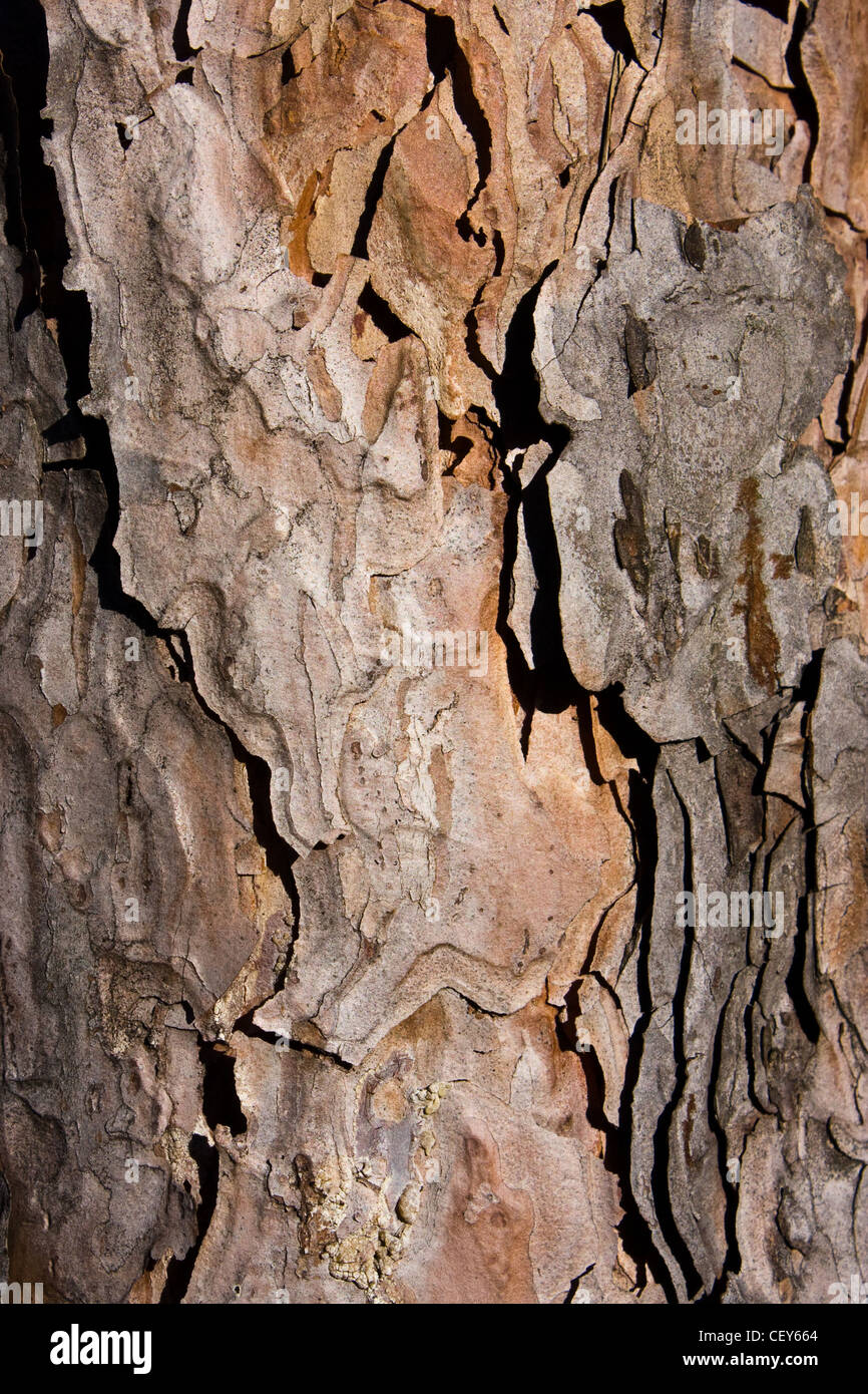 Bark of a tree Stock Photo - Alamy