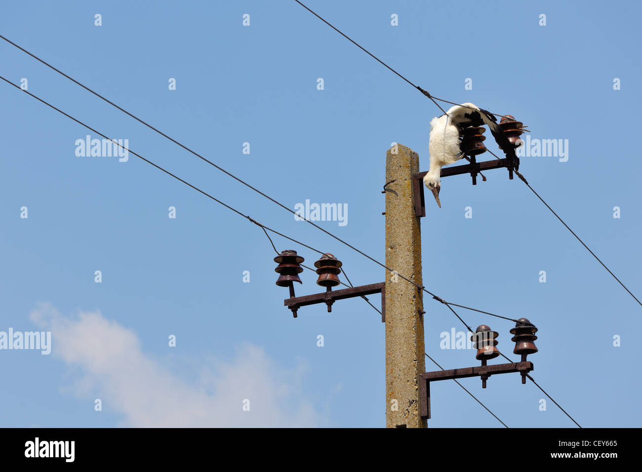 Dead bird on high voltage electricity wires, killed young stork Stock ...