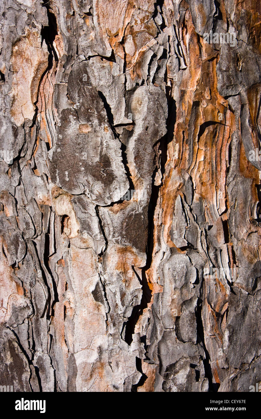 Bark of a tree Stock Photo - Alamy