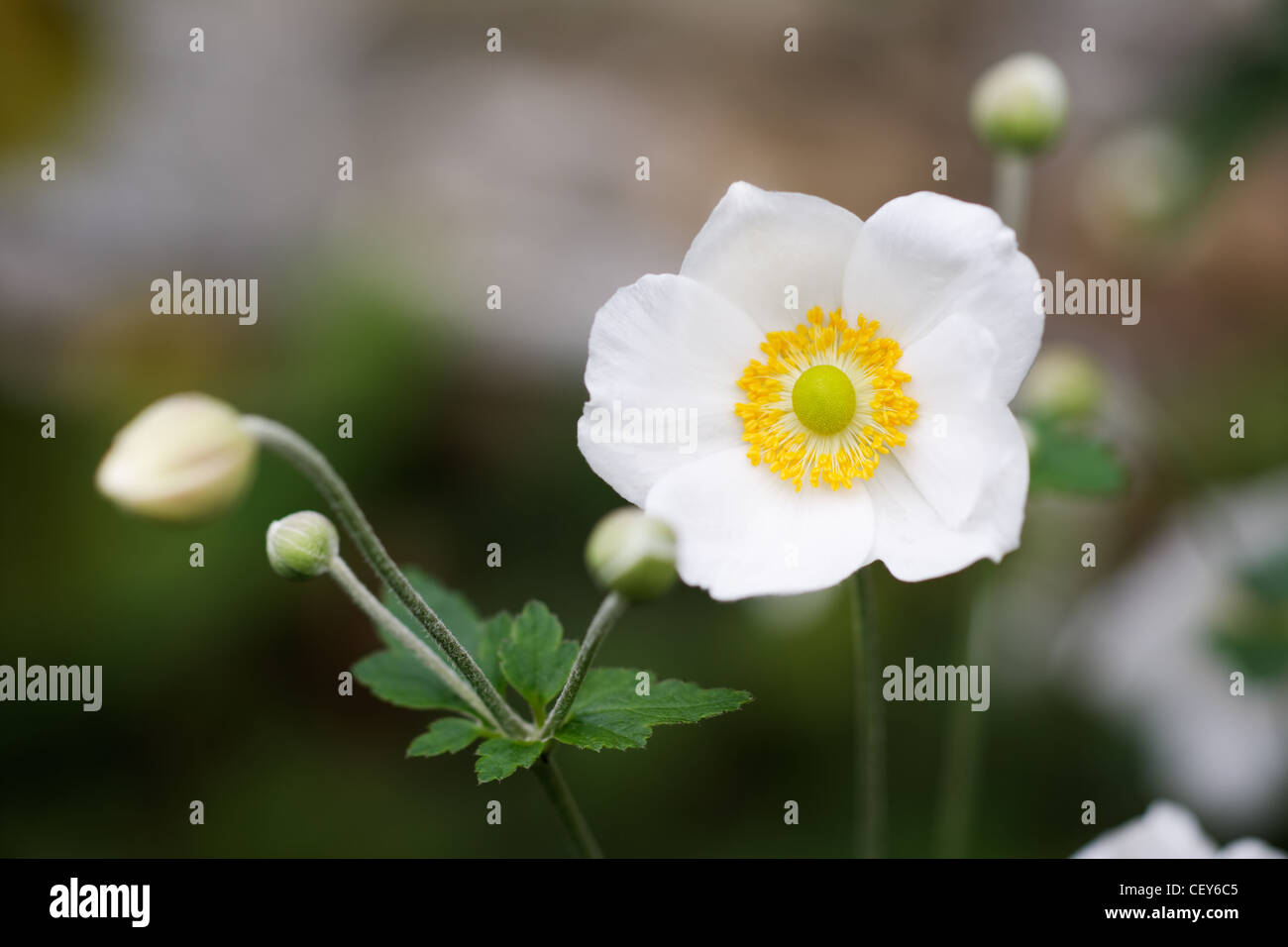 Spring flower blossom hi-res stock photography and images - Alamy