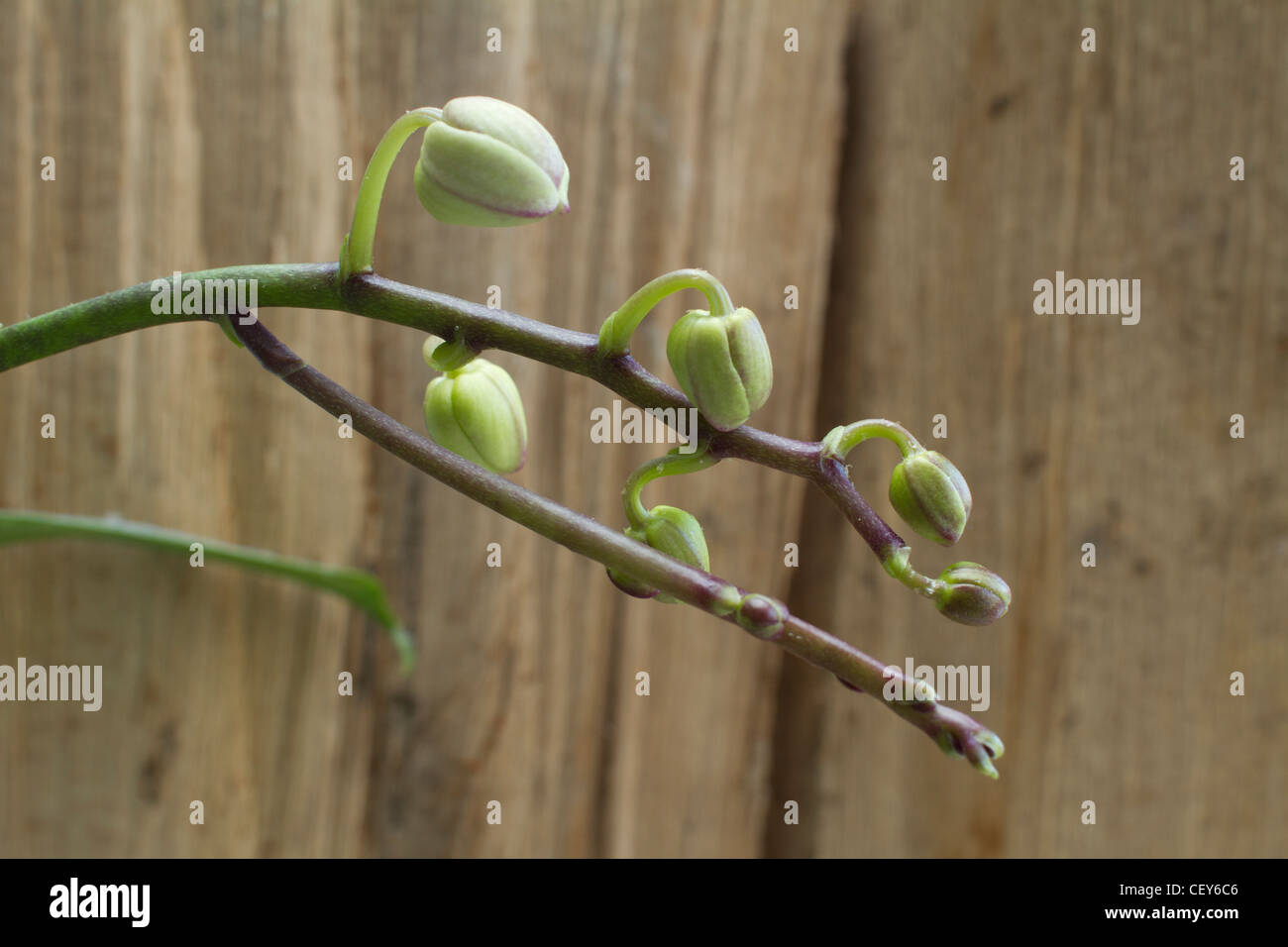 Flower start hi-res stock photography and images - Alamy