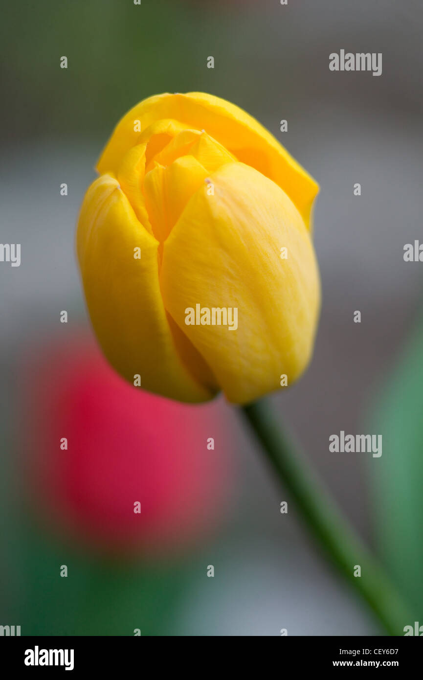 Close up botanical hi-res stock photography and images - Alamy