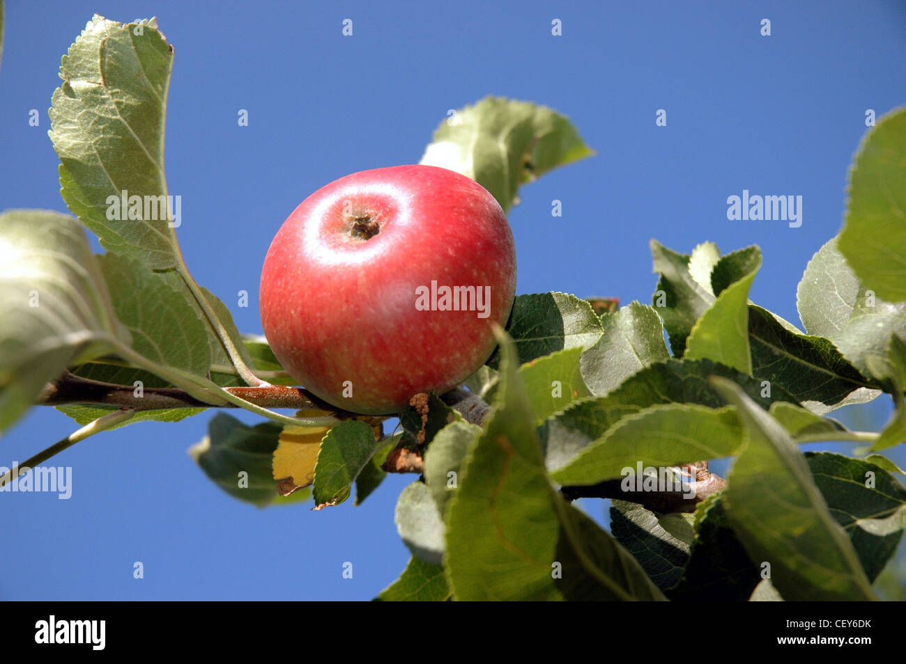 Red apple a tree hi-res stock photography and images - Alamy