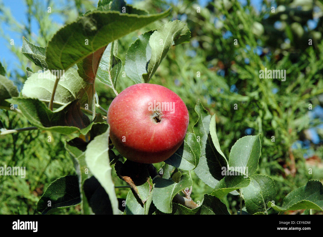 Red apple a tree hi-res stock photography and images - Alamy