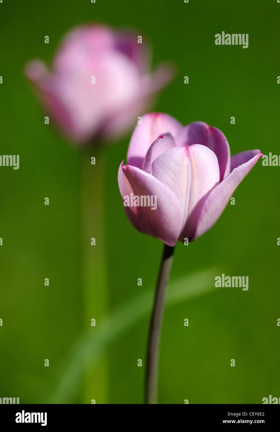 Two wild violet tulips Stock Photo - Alamy