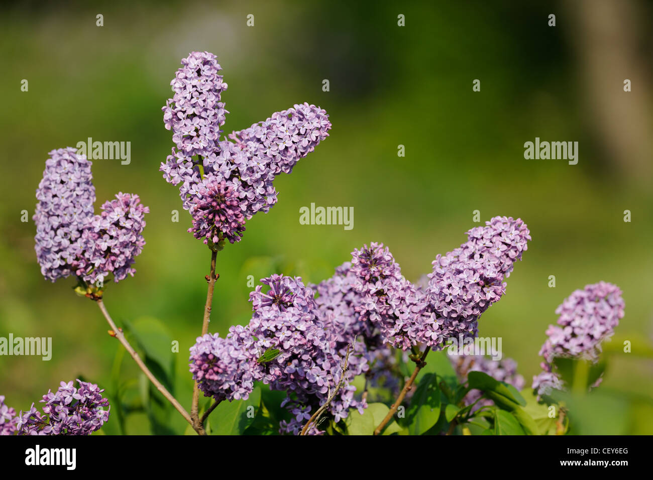 Wildflower field plant lilac hi-res stock photography and images - Alamy