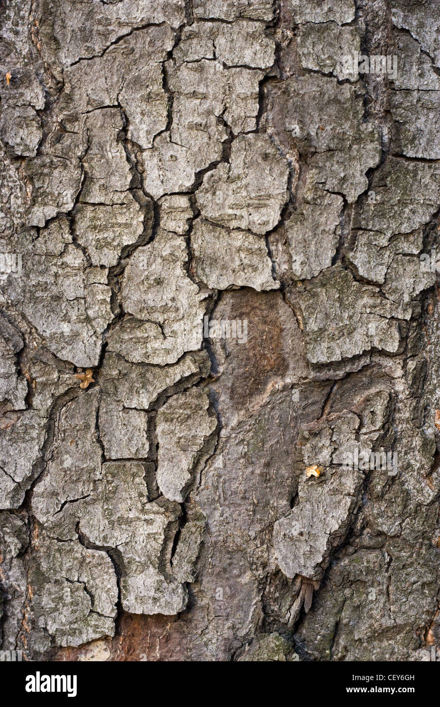 Bark of a tree Stock Photo - Alamy