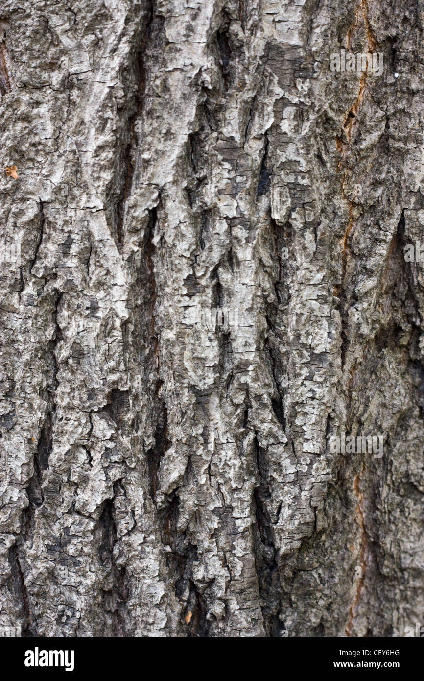 Bark of a tree Stock Photo - Alamy