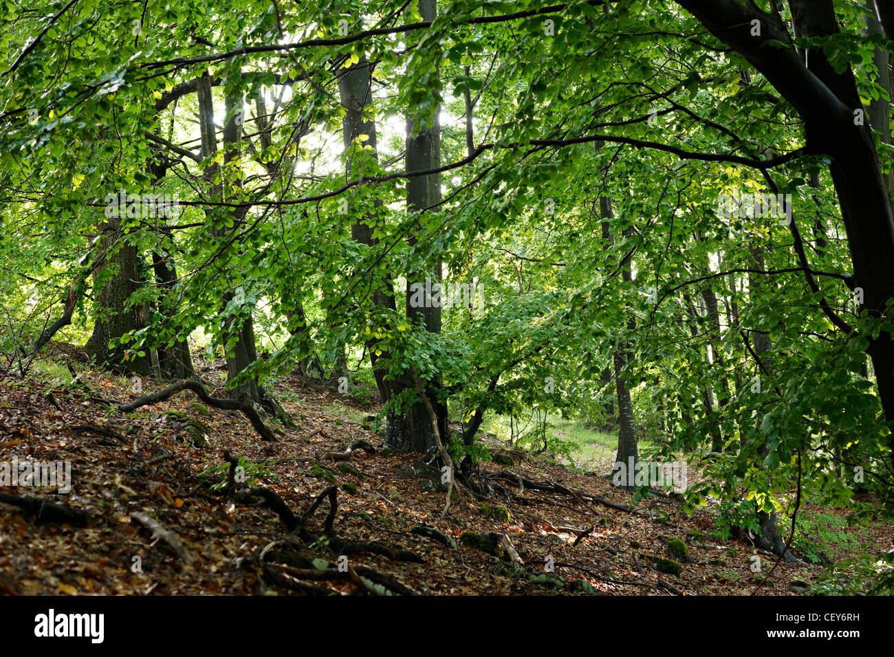 European beech green forest in spring, after a rain Stock Photo - Alamy