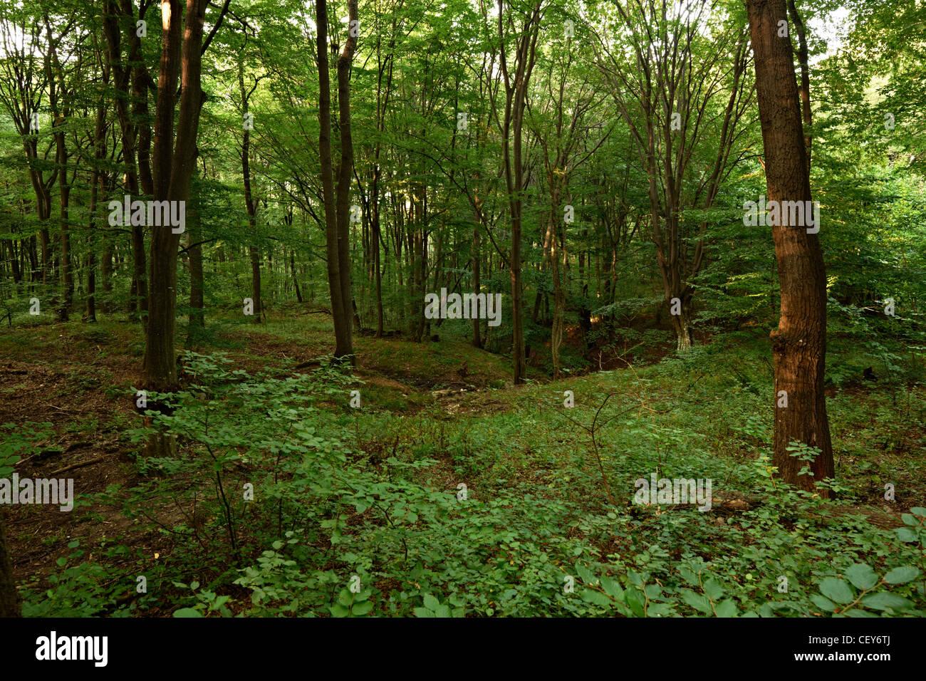 Summer in European oak forest Stock Photo - Alamy