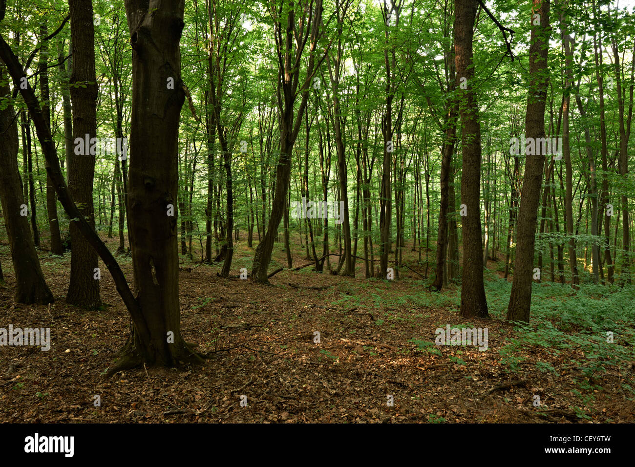 Late afternoon in European oak forest Stock Photo - Alamy