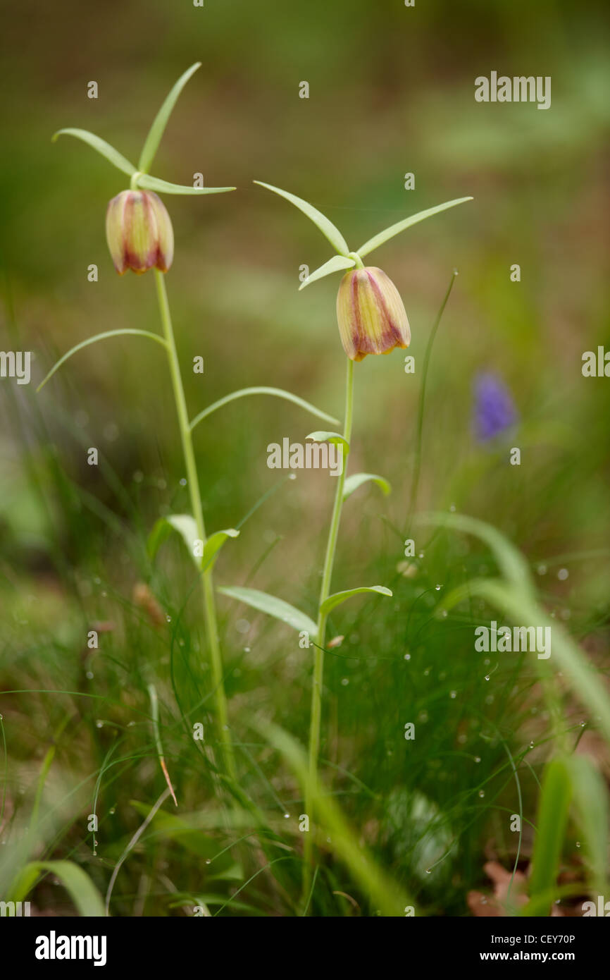 Forest spring flowers on a beautiful background blur Stock Photo - Alamy