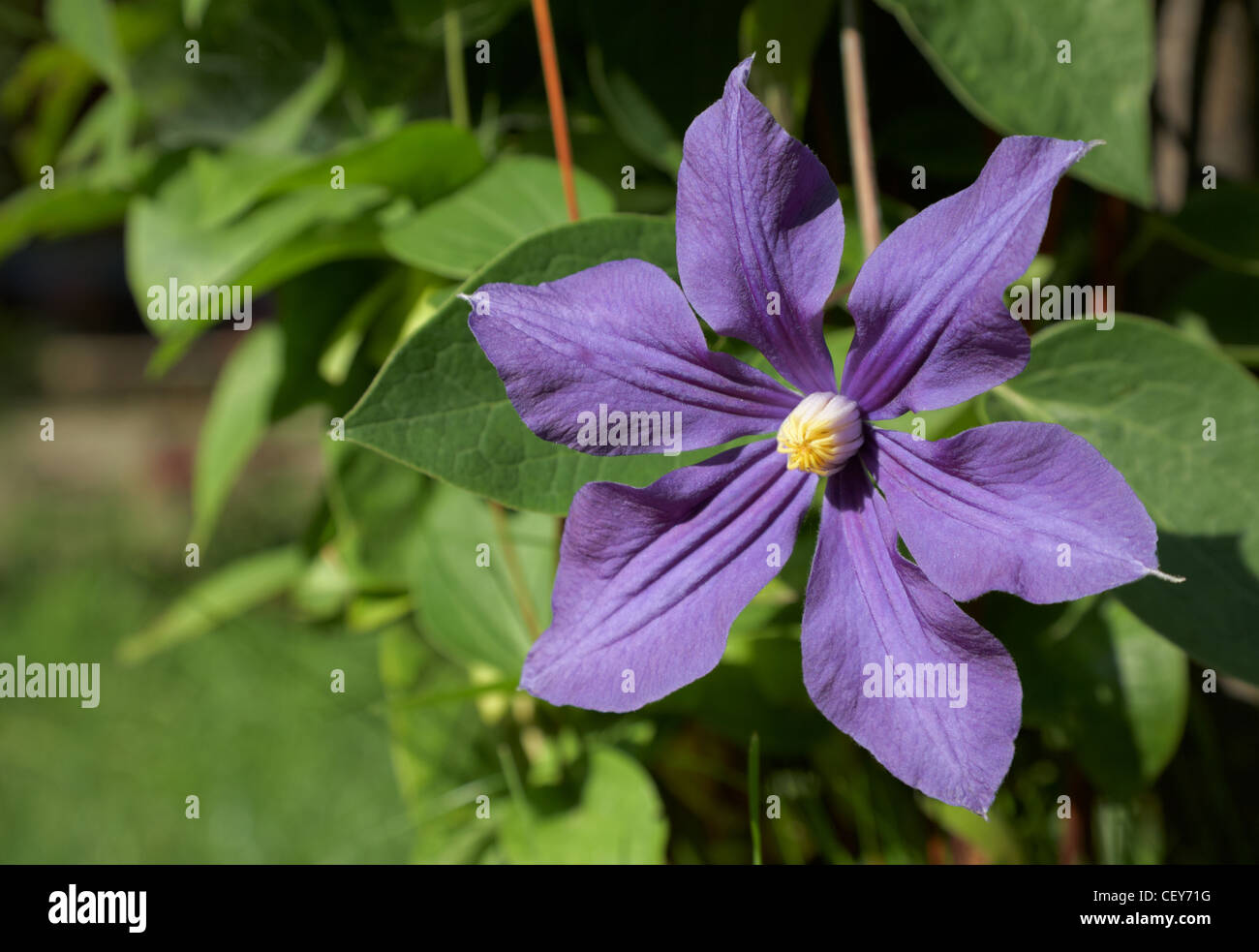 Beatiful summer blue flower Stock Photo - Alamy