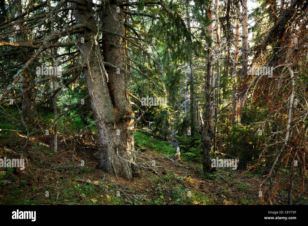 Deep pine forest hi-res stock photography and images - Alamy
