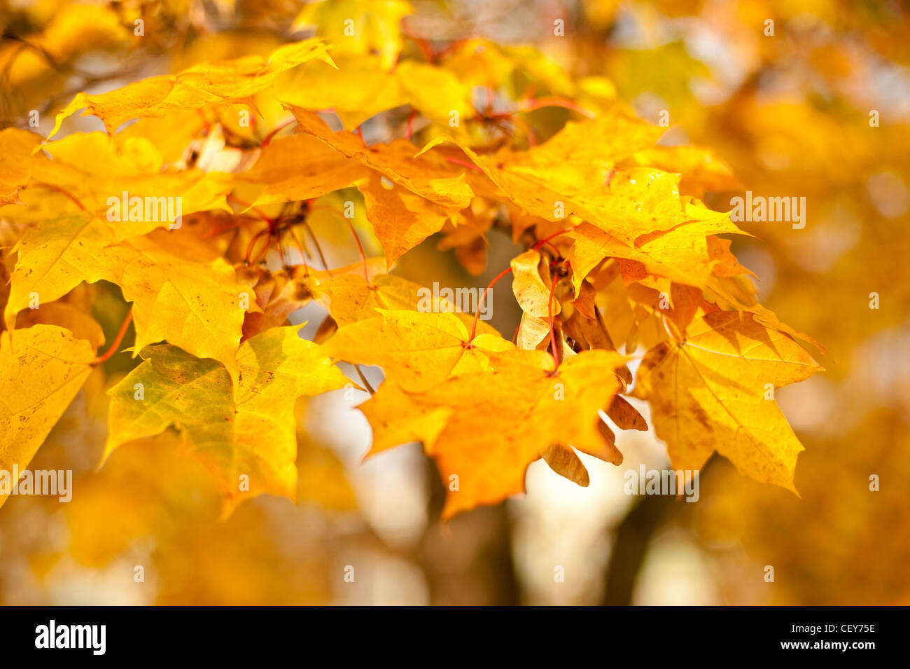 yellow autumn maple leaves on a tree Stock Photo - Alamy