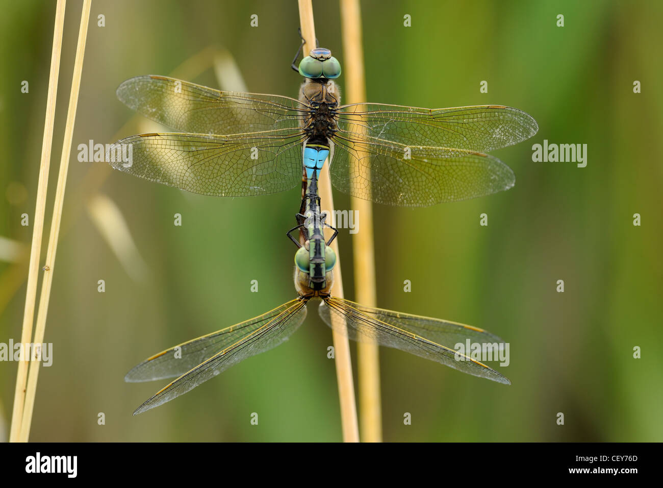 Animals making love hi-res stock photography and images - Alamy