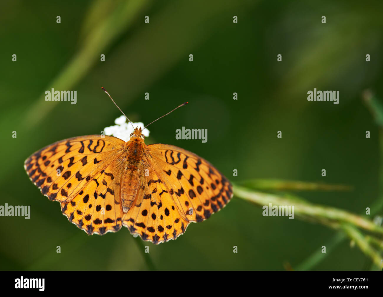 Beautiful orange butterfly on green background Stock Photo - Alamy