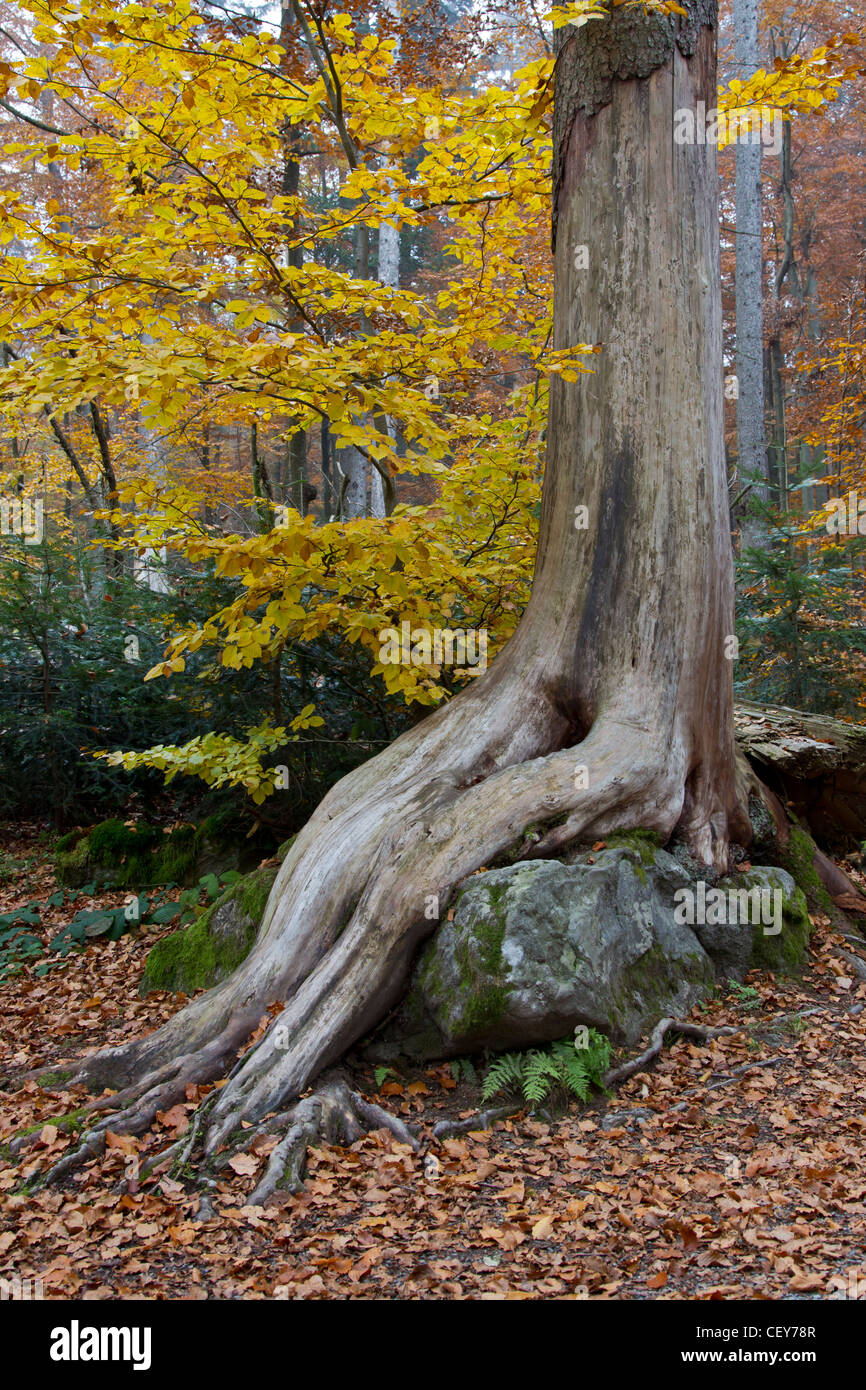 Very old tree hi-res stock photography and images - Alamy