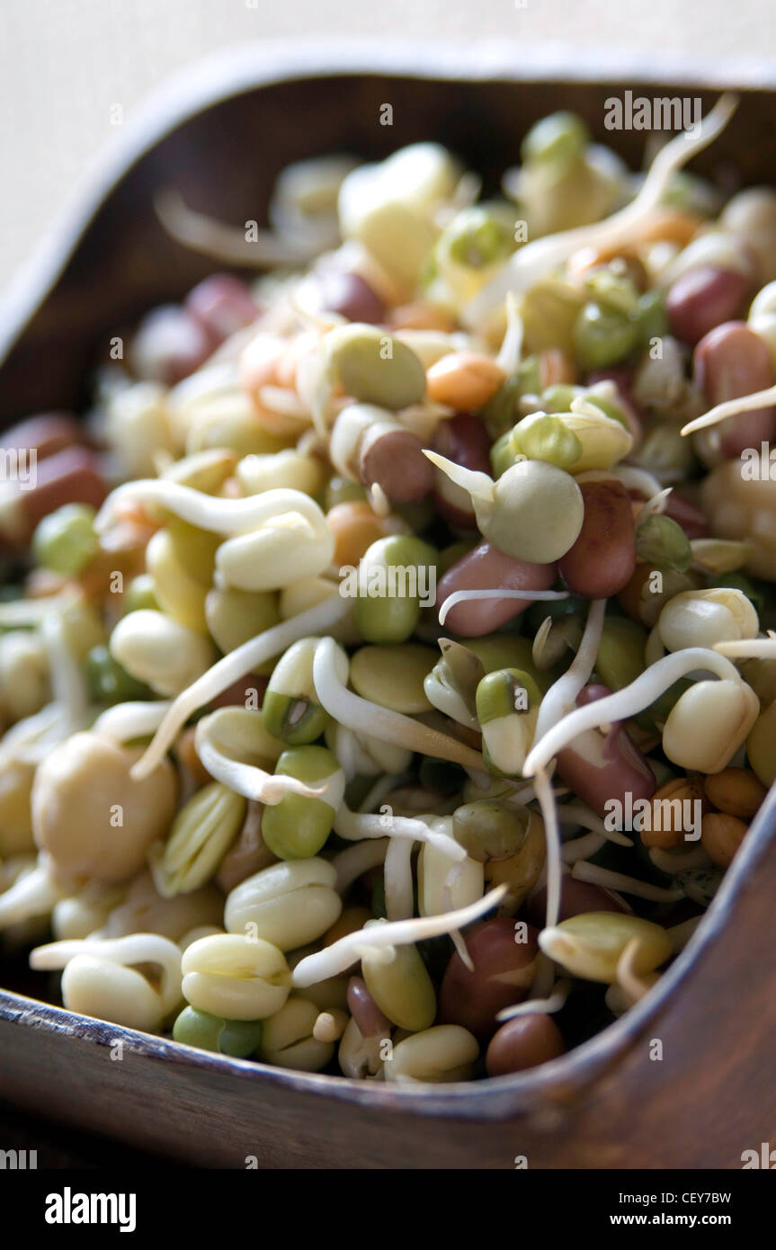 Close up on a square wooden bowl filled with sprouting beans Stock ...