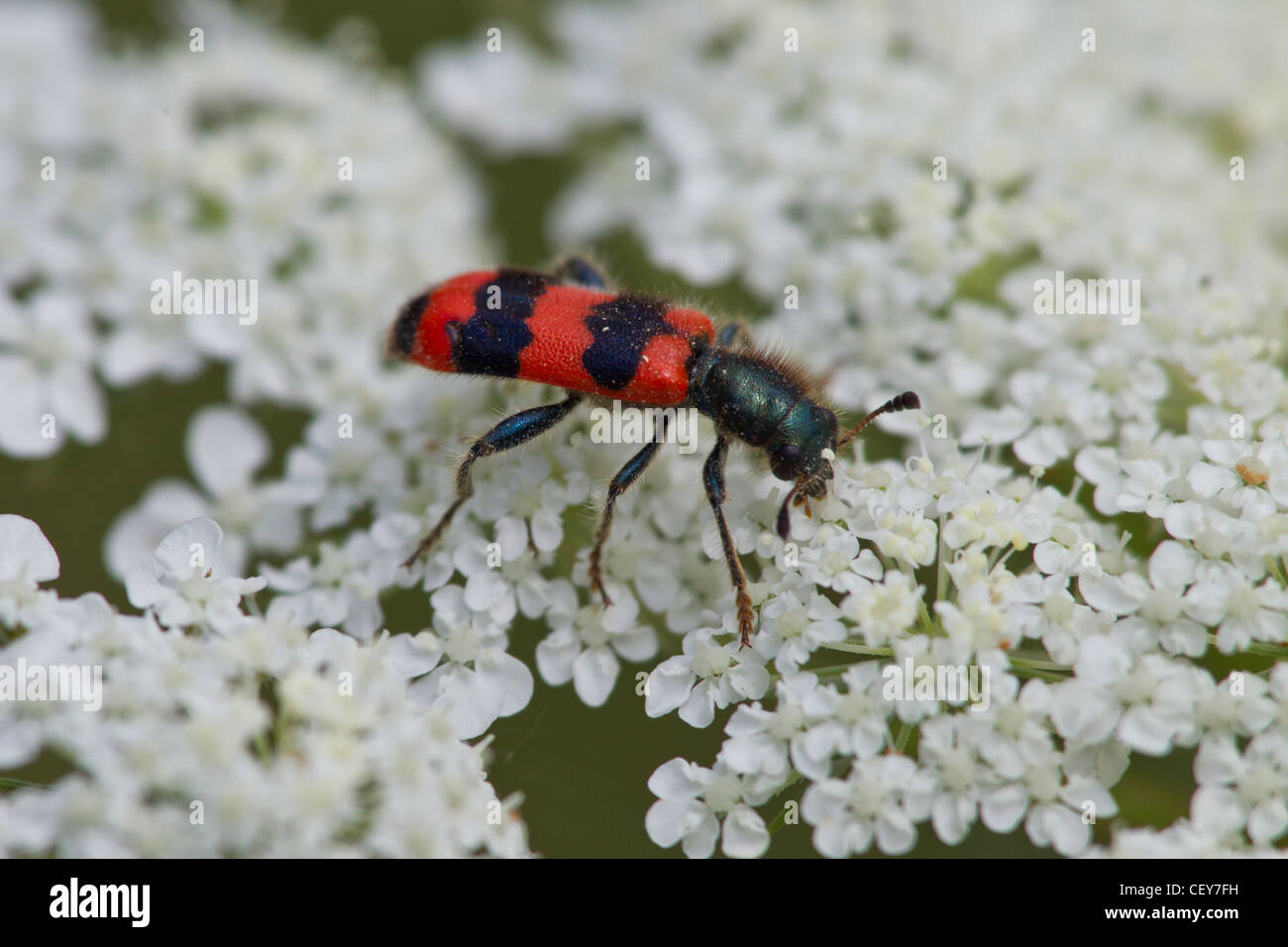 Bee wolf beetle hi-res stock photography and images - Alamy