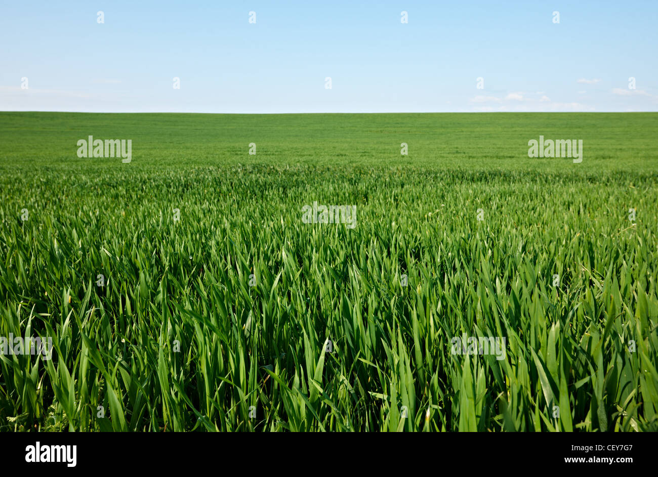Field of green grass Stock Photo - Alamy