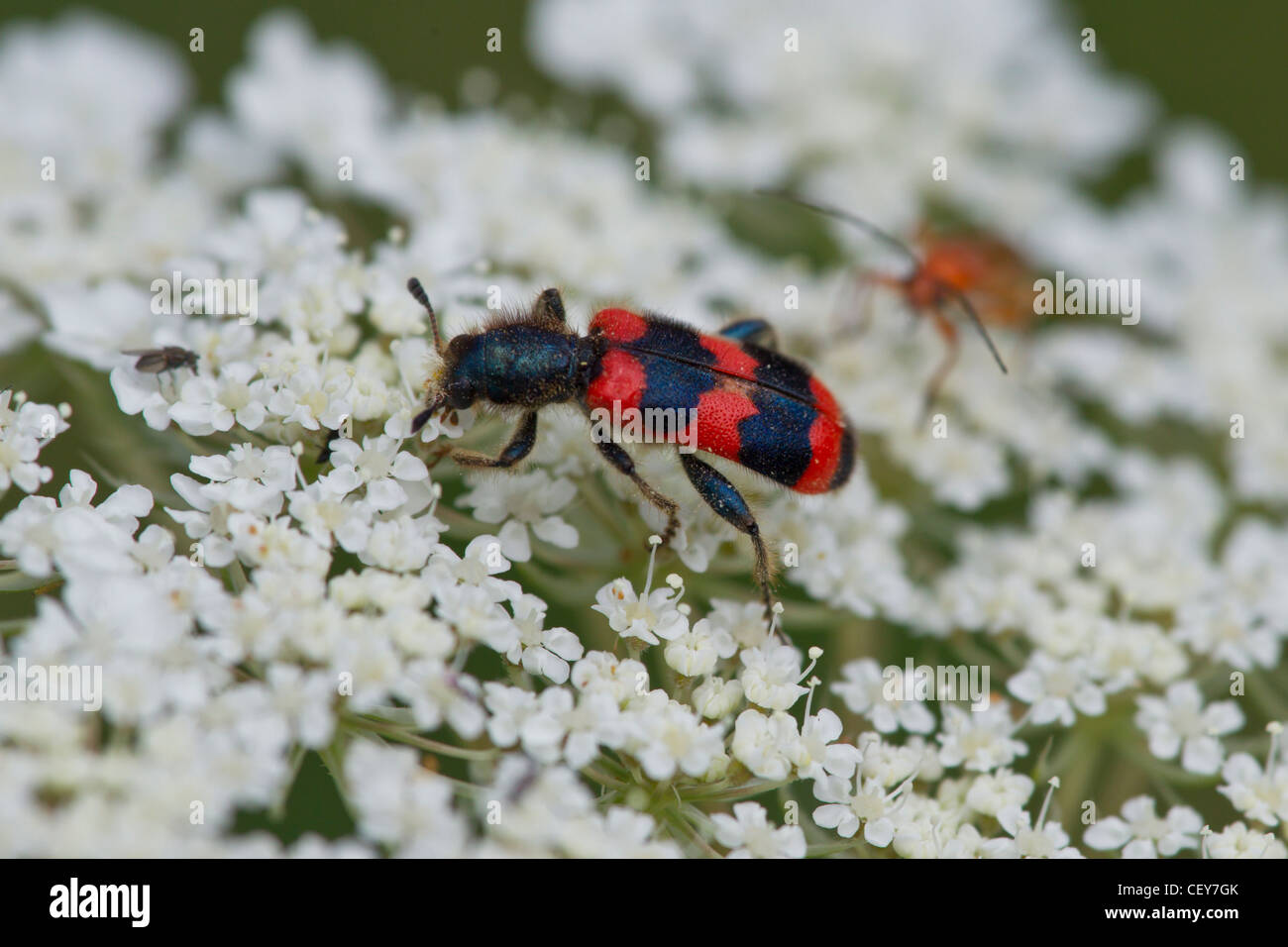 APIARIUS BIENENWOLF TRICHODES bee beetle wolf Stock Photo - Alamy