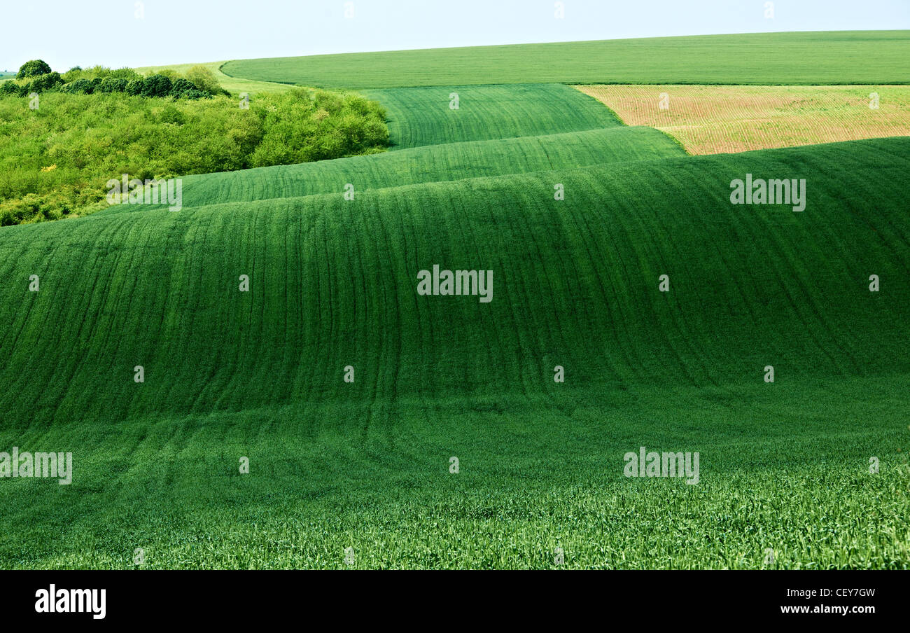Spring landscape in wheat field hi-res stock photography and images - Alamy