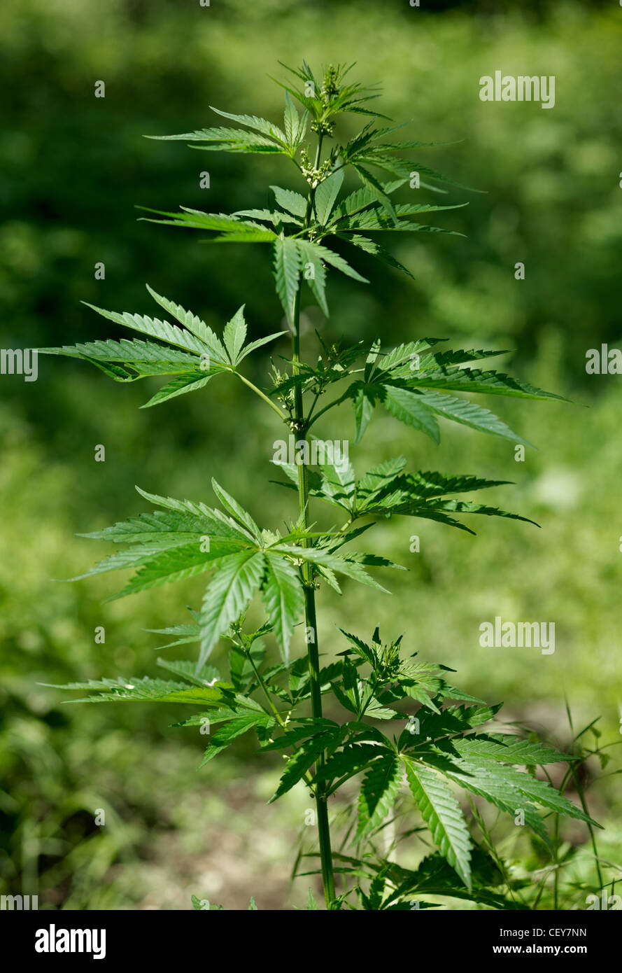 Marijuana leaf hi-res stock photography and images - Alamy