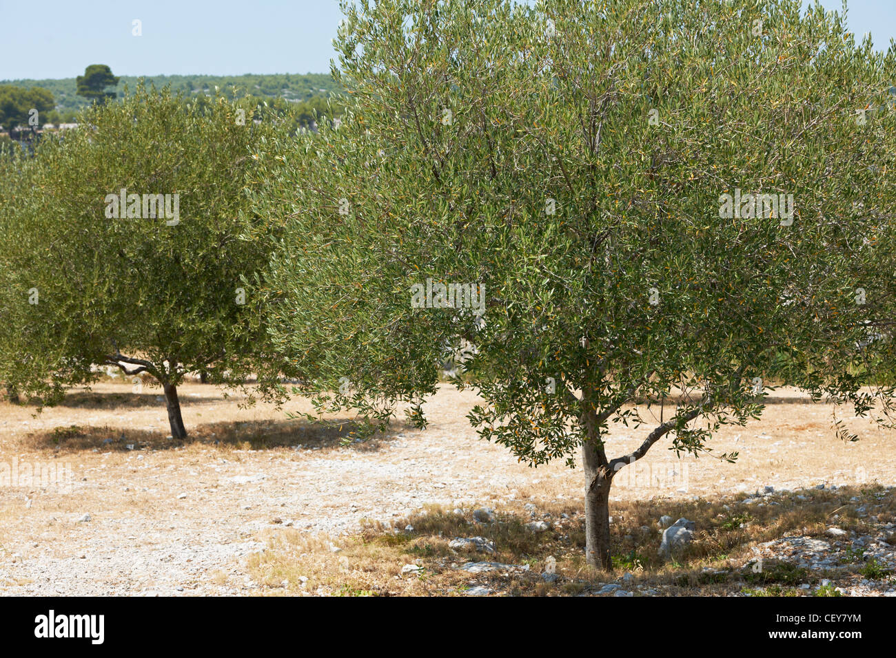 Olive Tree France High Resolution Stock Photography and Images - Alamy