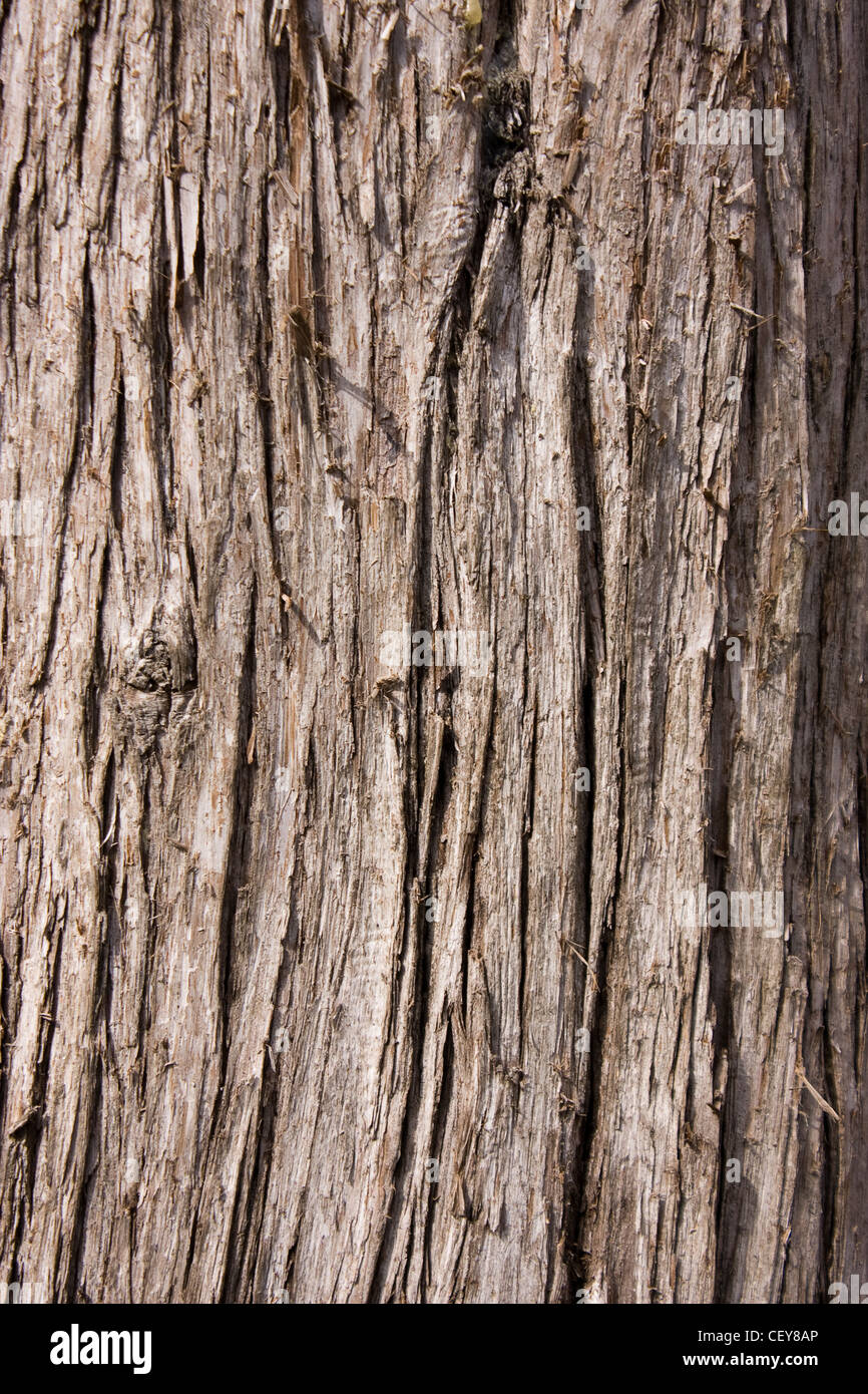 Bark of a tree Stock Photo - Alamy