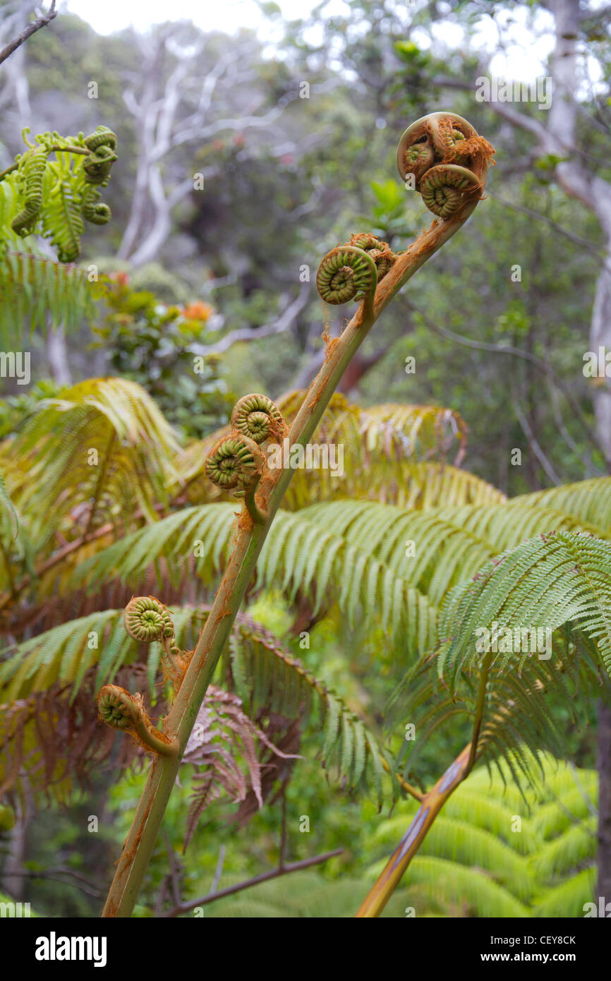 Hapuu fern hi-res stock photography and images - Alamy